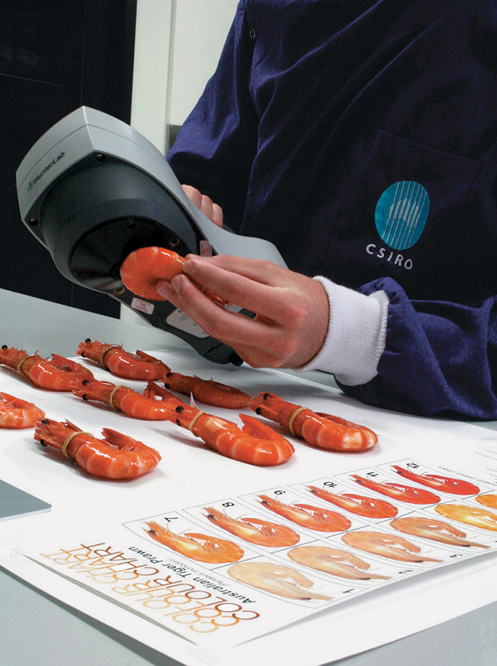 Mechanisms of shrimp coloration - Responsible Seafood Advocate