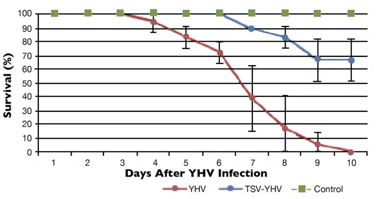 Study: TSV exposure may lessen YHV effects in white shrimp ...