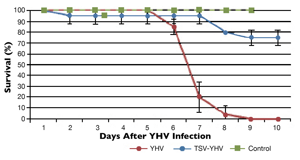 Study: TSV exposure may lessen YHV effects in white shrimp ...