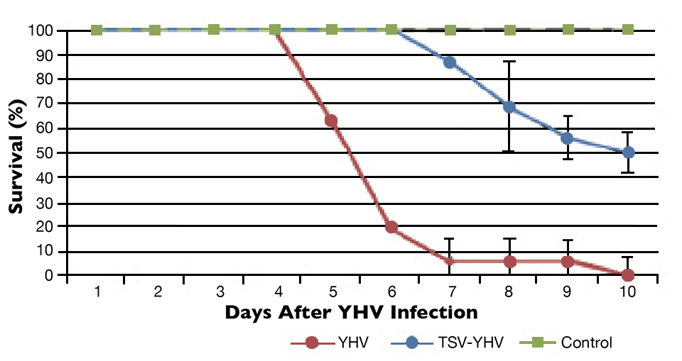 Study: TSV exposure may lessen YHV effects in white shrimp ...