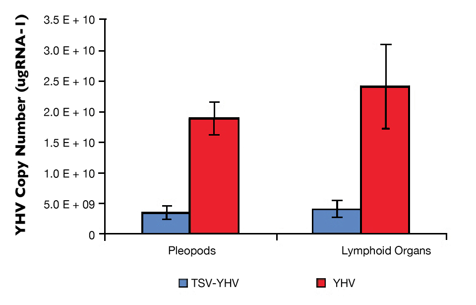 Study: TSV exposure may lessen YHV effects in white shrimp ...