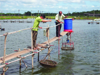 Automatic feeding in shrimp aquaculture - Responsible Seafood Advocate