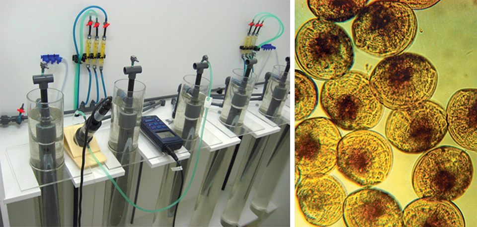 Cooperative project targets mollusc seed production - Responsible ...