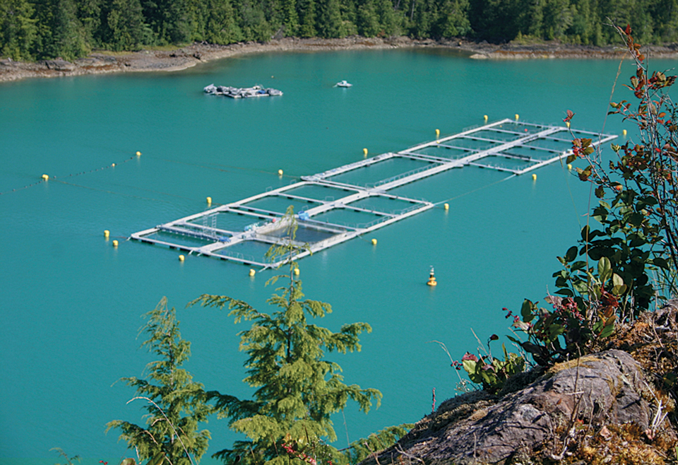 A look at integrated multi-trophic aquaculture - Responsible Seafood ...