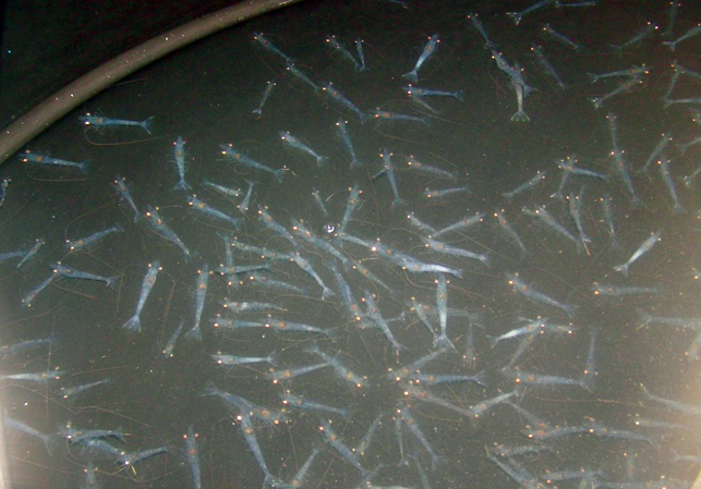 Brazil shrimp farm performs genetic selection for IMNV resistance ...