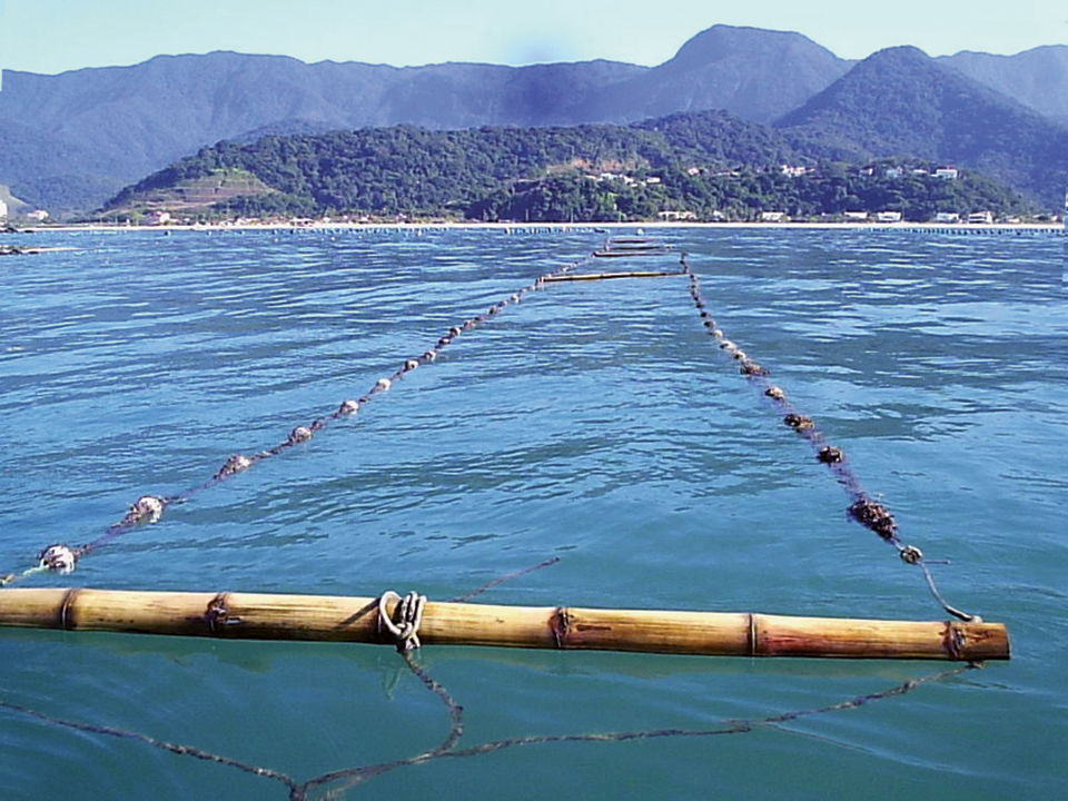 Updated technologies improve efficiency, reduce costs for mussel seed ...