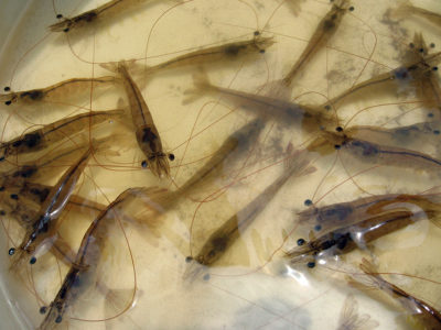 Impacts of acute hepatopancreatic necrosis syndrome - Responsible ...