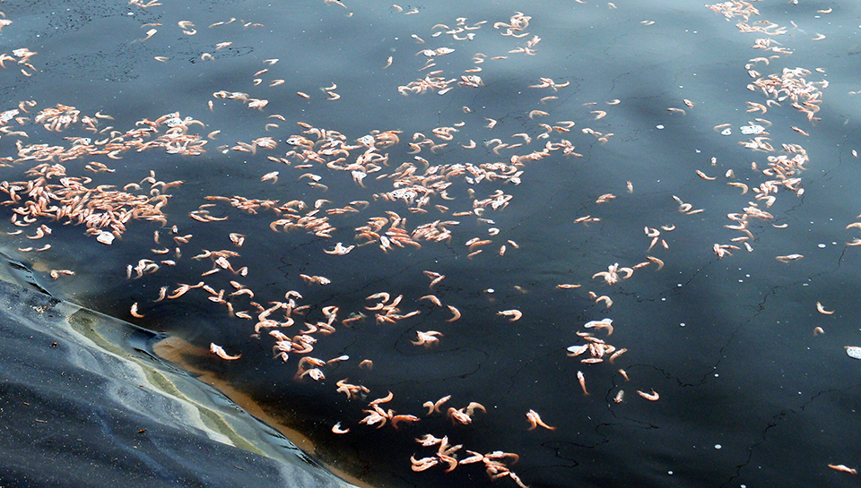 Environmental trigger for EMS/AHPNS identified in Agrobest shrimp ponds ...