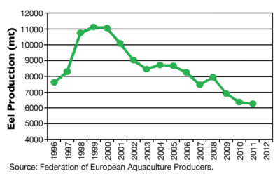 Eel production in Europe - Responsible Seafood Advocate