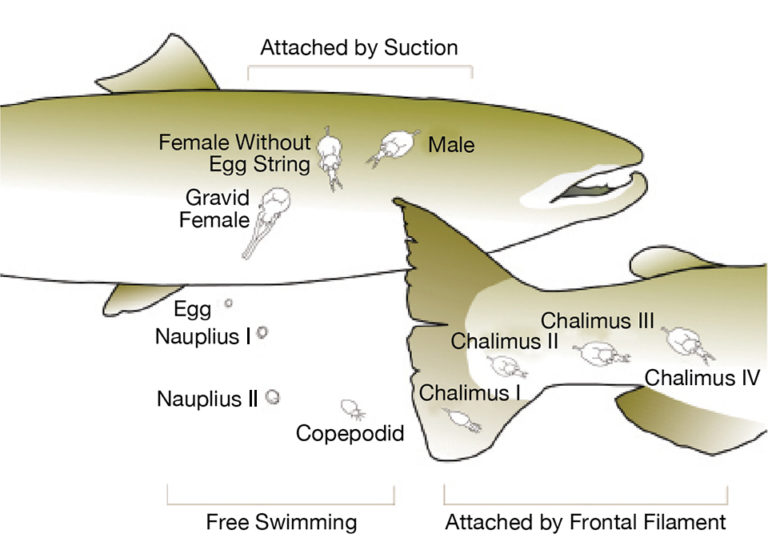 Sea lice control: Perspectives from Chile - Responsible Seafood Advocate