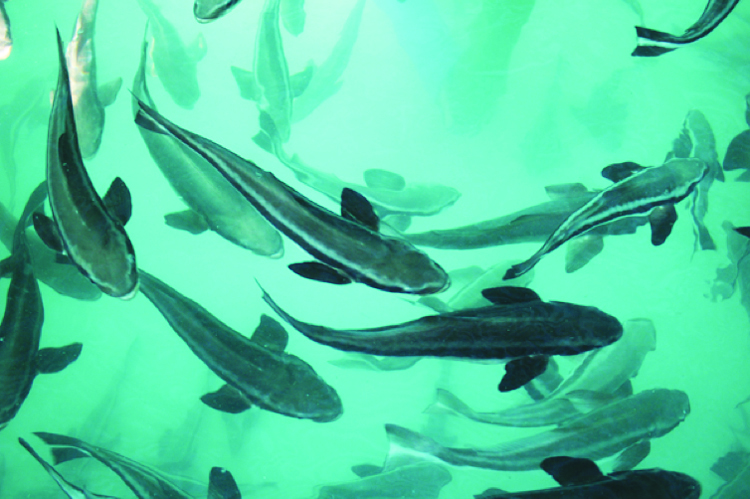 Cobia culture in recirculating systems - Responsible Seafood Advocate