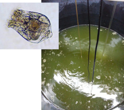 Rotifer enrichment: Concept simplifies larval fish feeding ...