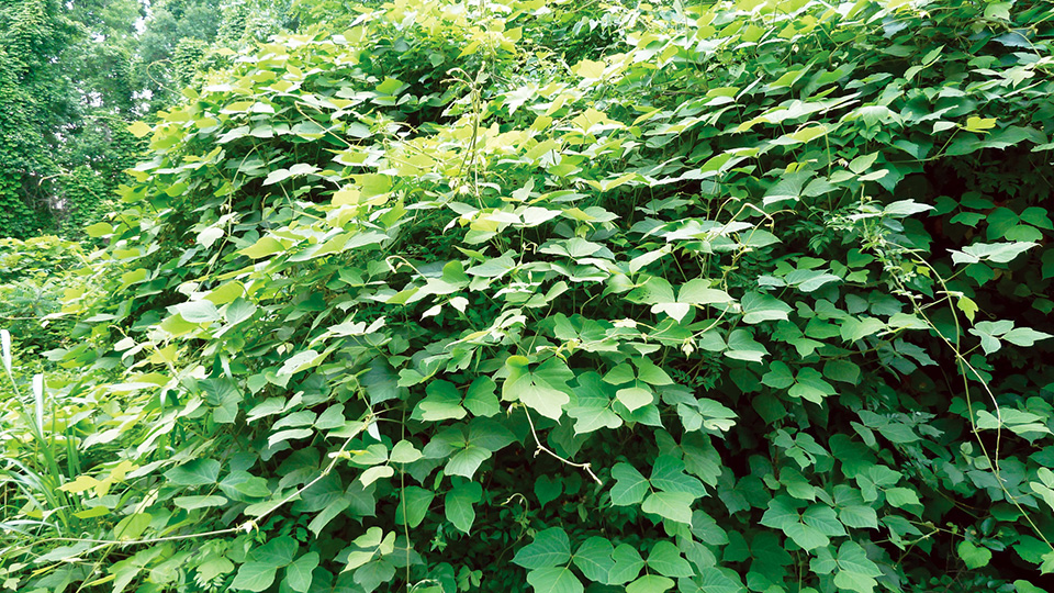 Kudzu component: Stress reliever for fish? - Responsible Seafood Advocate
