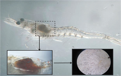 Postlarvae evaluation key to controlling shrimp diseases - Responsible ...
