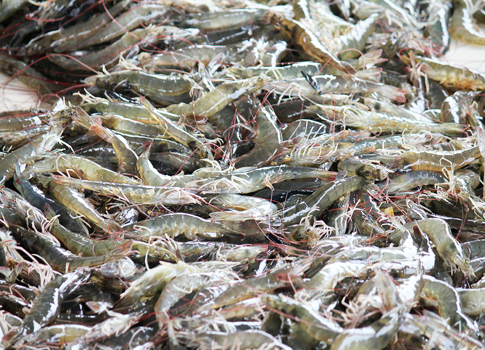 AHPN inferences based on behavior of vibrio bacteria - Responsible ...