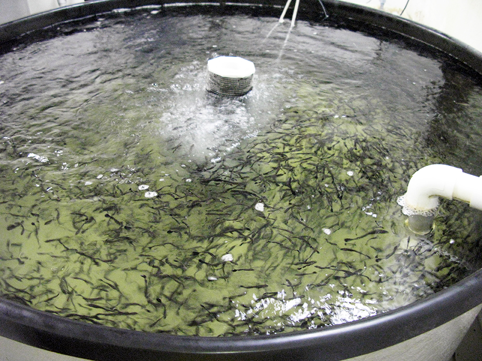 Saturated fatty acids limit effects of fish oil replacement in cobia ...