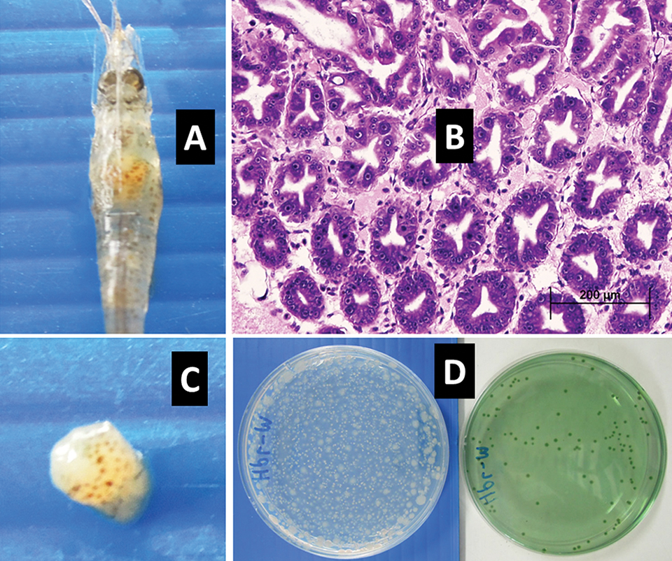 Hepatopancreas colors predict survival of shrimp to EMS - Responsible ...