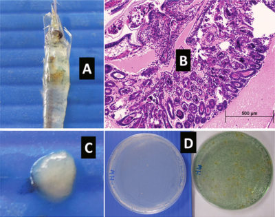 Hepatopancreas colors predict survival of shrimp to EMS - Responsible ...