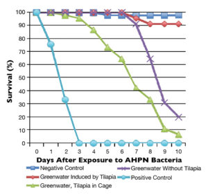 Tilapia could enhance water conditions, help control EMS - Responsible ...