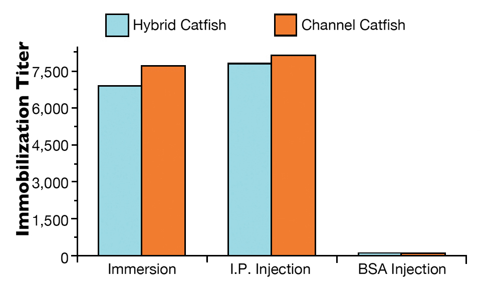 Hybrid, channel catfish show similar immune responses to ich parasite ...