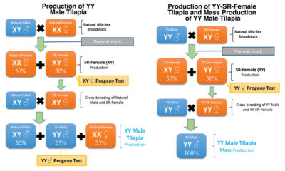 Potential of YY male tilapia technology - Responsible Seafood Advocate