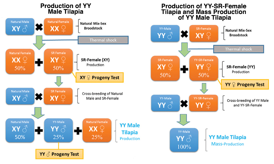 Potential of YY male tilapia technology - Responsible Seafood Advocate