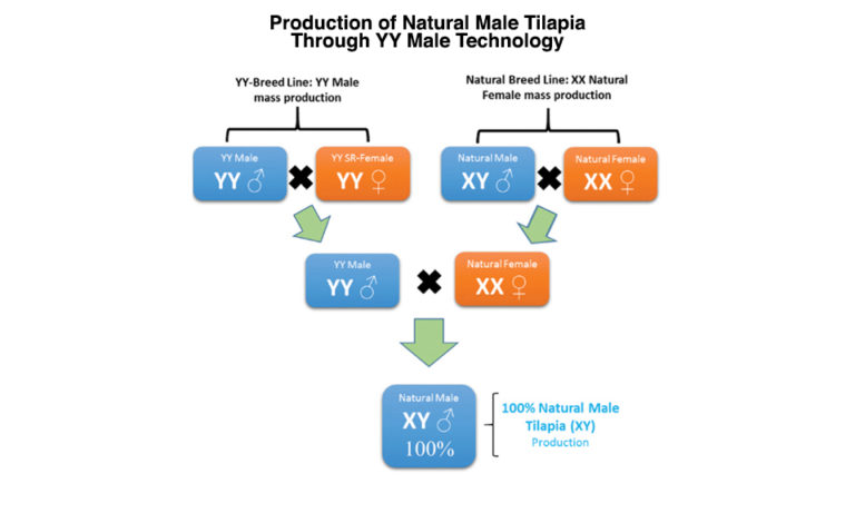 Potential of YY male tilapia technology - Responsible Seafood Advocate