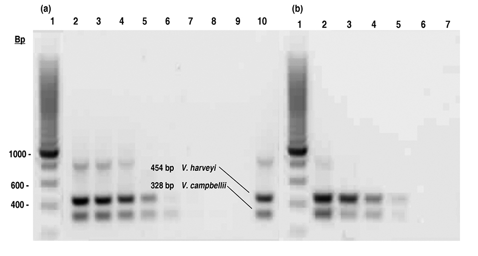 Field diagnostic tools for pathogenic vibrios - Responsible Seafood ...