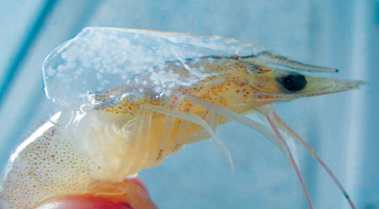 Thermal treatment increases survival of WSSV-infected shrimp ...