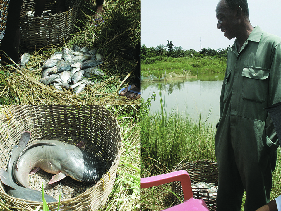 A look at tilapia aquaculture in Ghana - Responsible Seafood Advocate