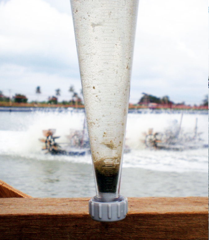 Feed management improves profits in intensive white shrimp farming ...