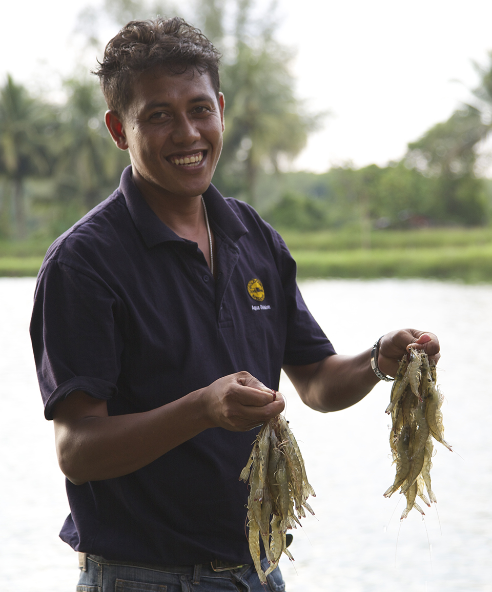 Genetic improvement programs for shrimp vary between Asia, Americas ...