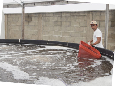 What size are your postlarvae? - Responsible Seafood Advocate