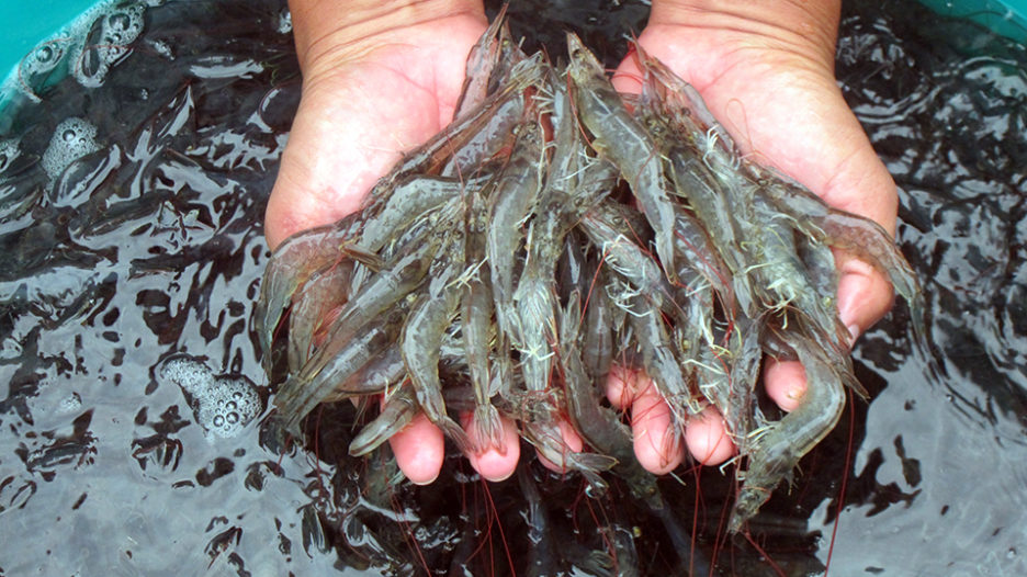 Genetic markers help track soy protein utilization in shrimp ...