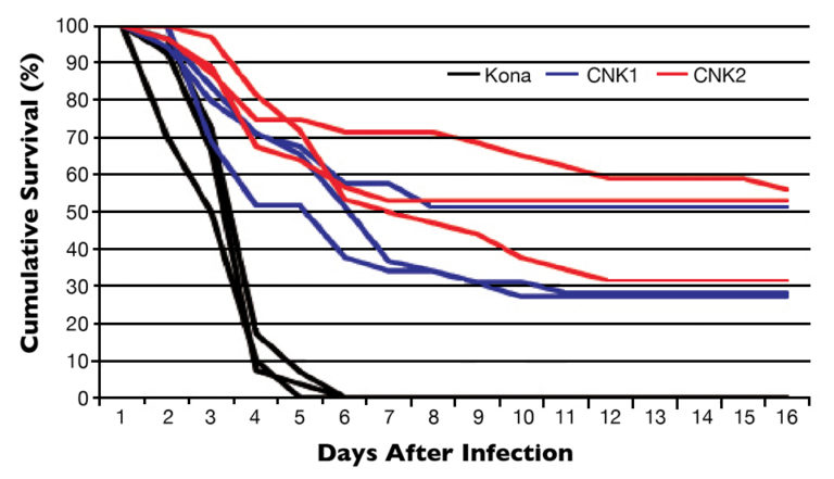 CENIACUA develops WSSV-resistant shrimp in Colombia - Responsible ...