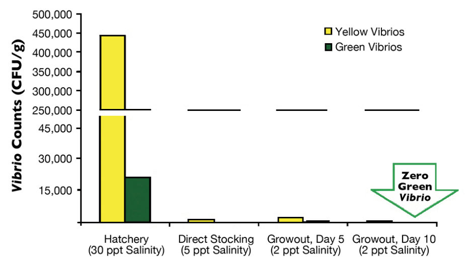 Low-salinity culture water controls Vibrios in shrimp postlarvae ...