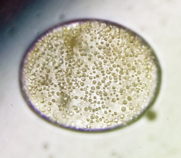 New-generation diets omit rotifer enrichment, improve water quality ...