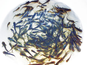 Pangasius culture in Western Hemisphere - Responsible Seafood Advocate