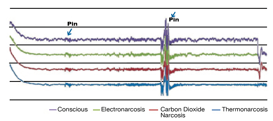 Stunning methods for fish - Responsible Seafood Advocate