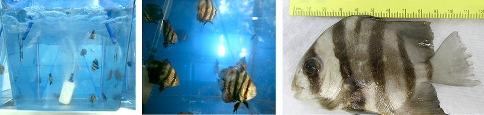 Feeding rate, frequency affect growth of juvenile Atlantic spadefish ...