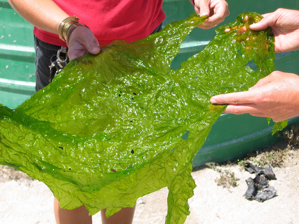 Seaweed mariculture provides feed, green energy production ...
