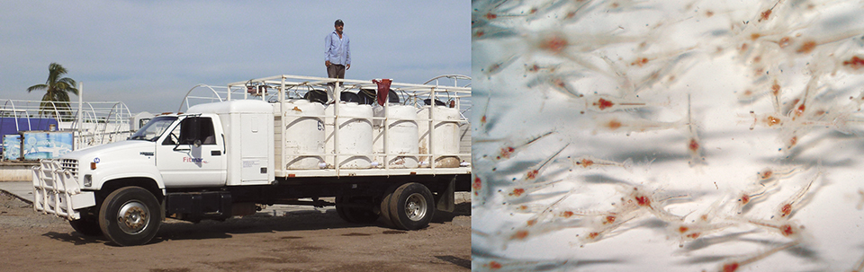 Sound hatchery protocols enhance shrimp postlarvae quality ...
