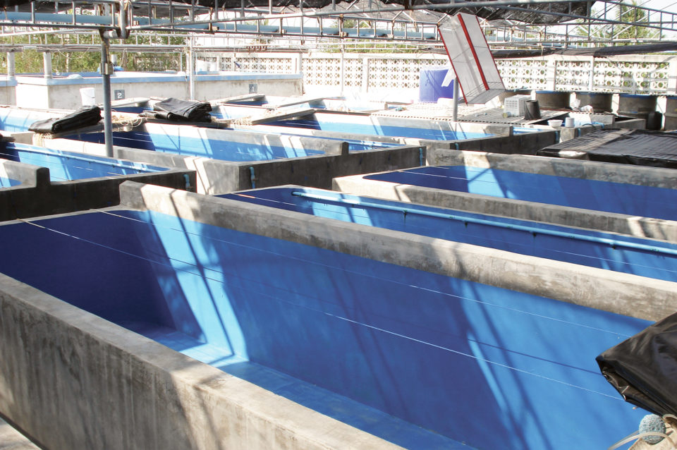 Sound hatchery protocols enhance shrimp postlarvae quality ...
