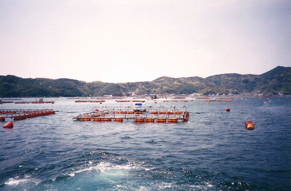 Reporting of fish escapes, causes crucial step in developing better ...