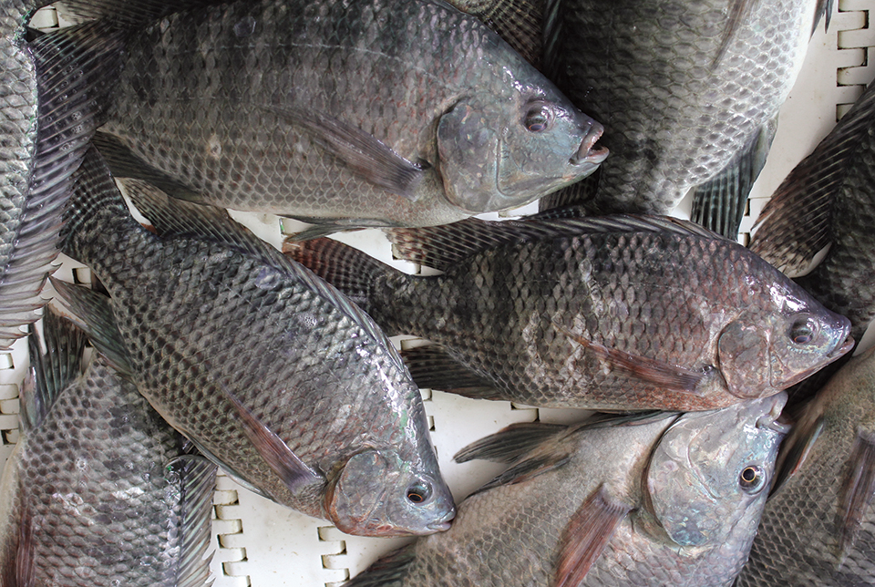 Nutrition, food security take center stage - Responsible Seafood Advocate