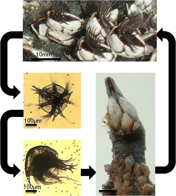 Stalked barnacles hold aquaculture potential, but face bottlenecks ...