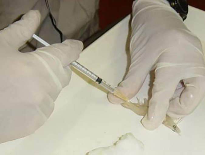 Measuring susceptibility differences to IHHNV infection - Responsible ...