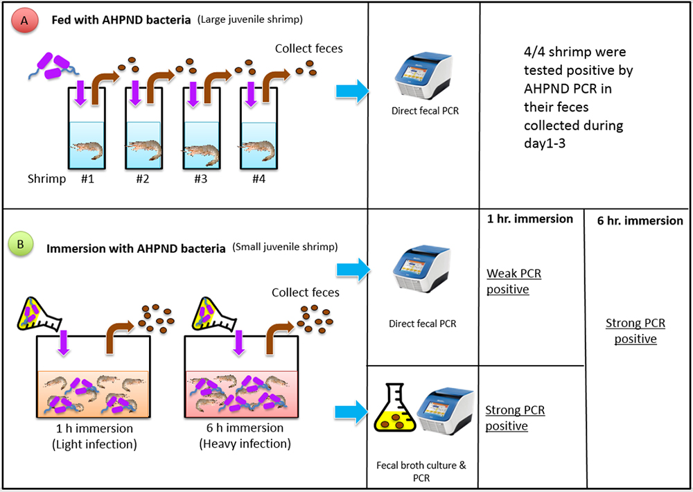 Non-invasive diagnostic tool developed for shrimp disease EMS ...