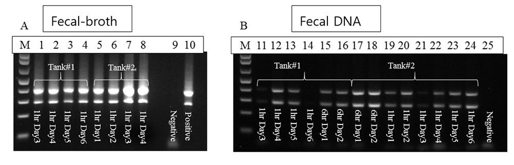 Non-invasive diagnostic tool developed for shrimp disease EMS ...