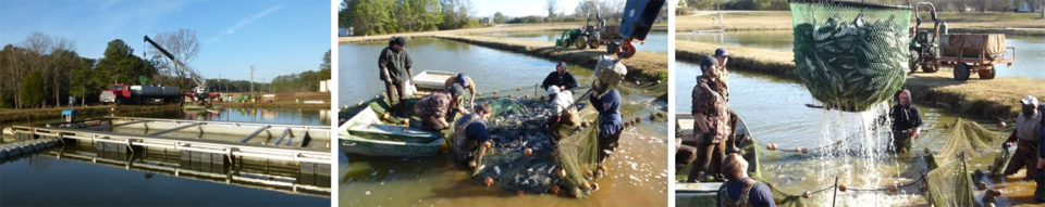 The promise of In-Pond Raceway Systems, part 1 - Responsible Seafood ...
